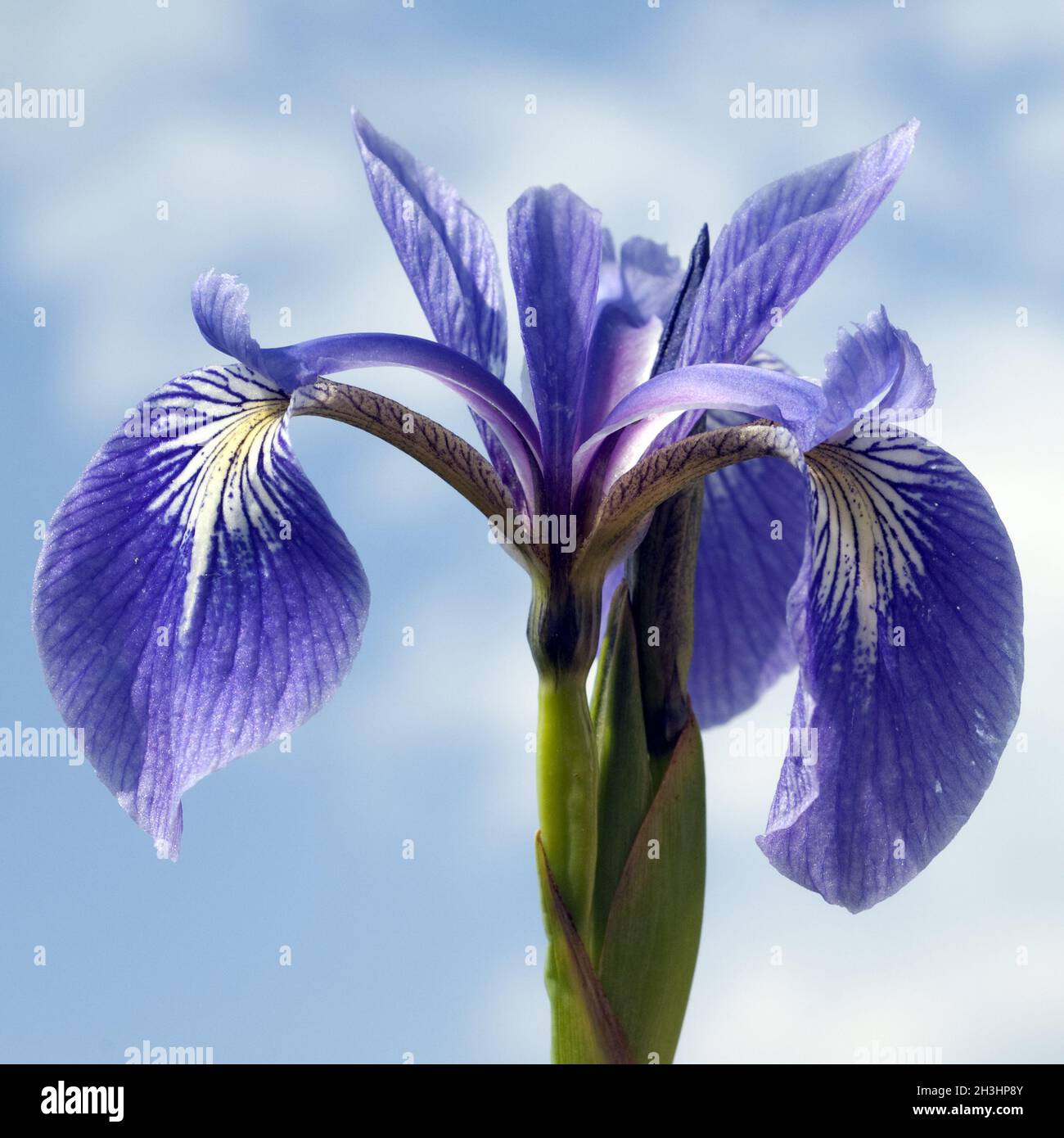 Swamp iris, iris, versicolor, blue swamp iris Stock Photo - Alamy