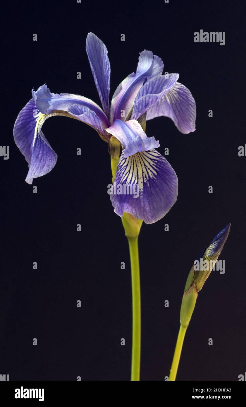 Swamp iris, iris, versicolor, blue swamp iris Stock Photo - Alamy