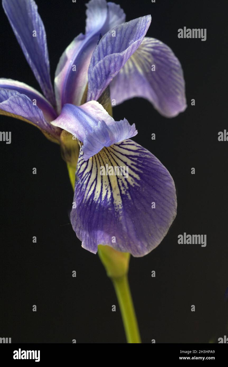 Swamp iris, iris, versicolor, blue swamp iris Stock Photo - Alamy