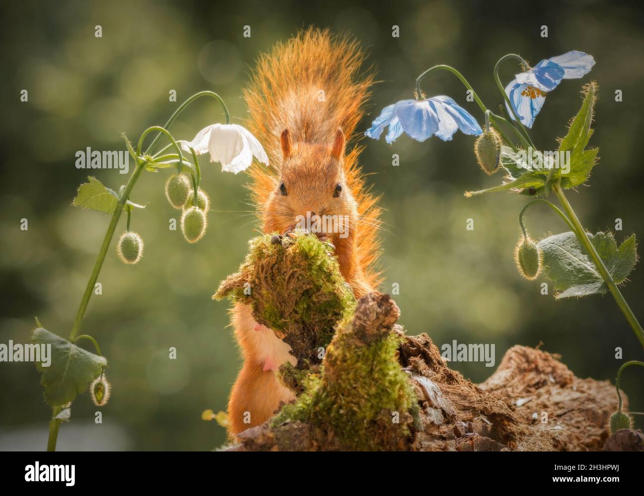 Squirrel with blue papaver flowers hi-res stock photography and images ...