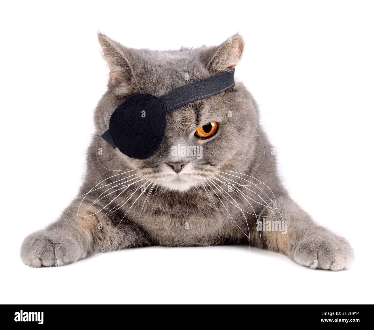 Domestic cat bandage Cut Out Stock Images & Pictures - Alamy