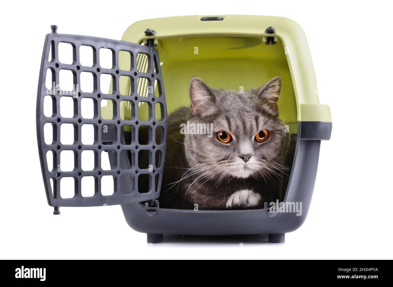 Big eyes close up Cut Out Stock Images & Pictures - Alamy