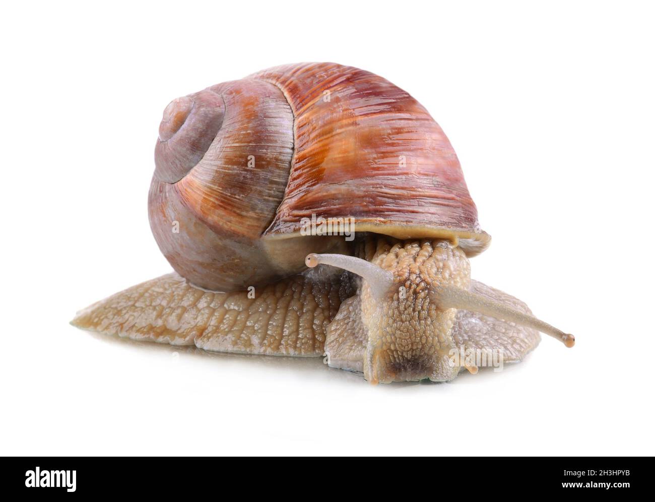 Snail slither hi-res stock photography and images - Alamy