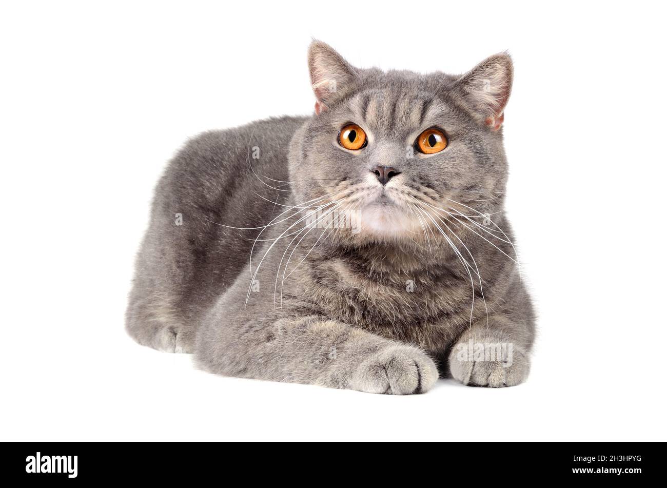 Gray animals Cut Out Stock Images & Pictures - Alamy