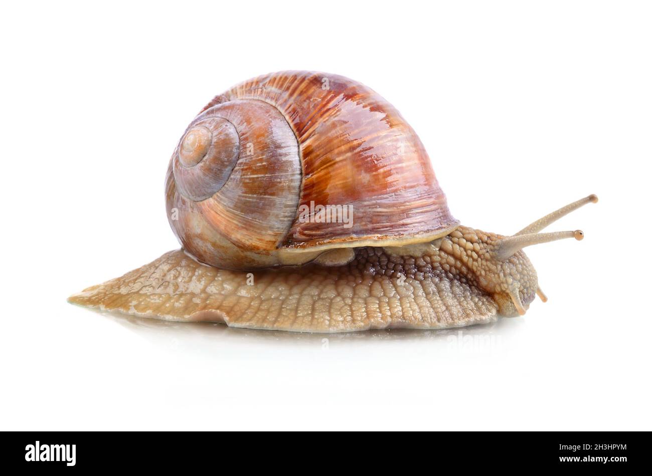 Closeup shot brown snail hi-res stock photography and images - Alamy