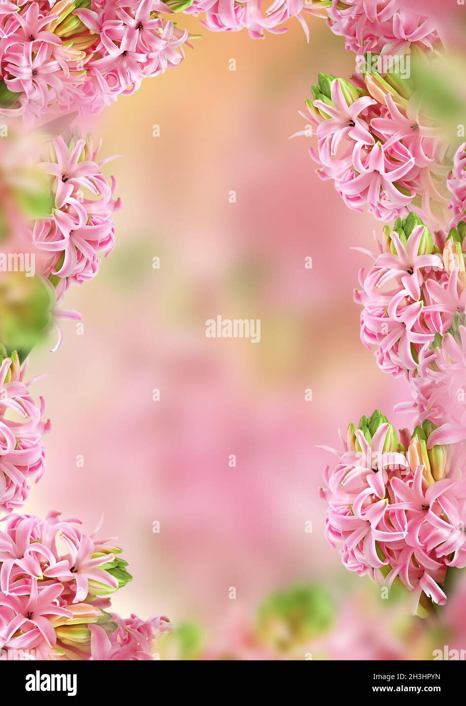 Decoration hyacinth frame Stock Photo - Alamy