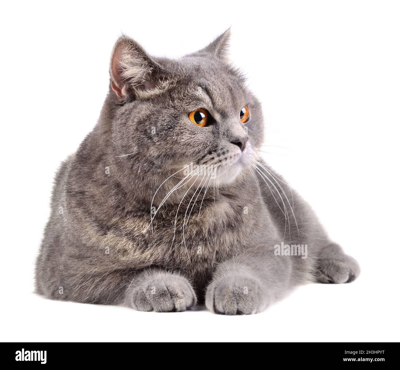 Gray domestic shorthair hi-res stock photography and images - Alamy