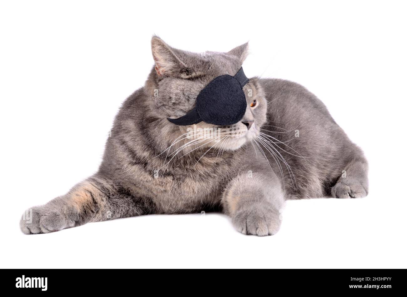 Scary cat Cut Out Stock Images & Pictures - Alamy