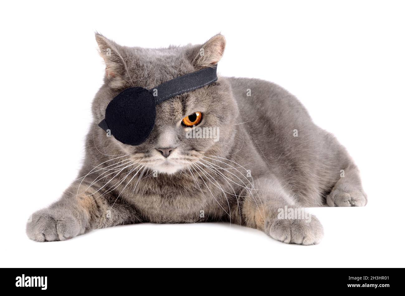 Domestic cat bandage Cut Out Stock Images & Pictures - Alamy