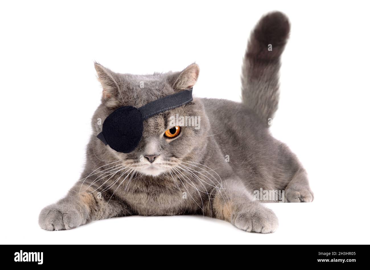 Domestic cat bandage Cut Out Stock Images & Pictures - Alamy