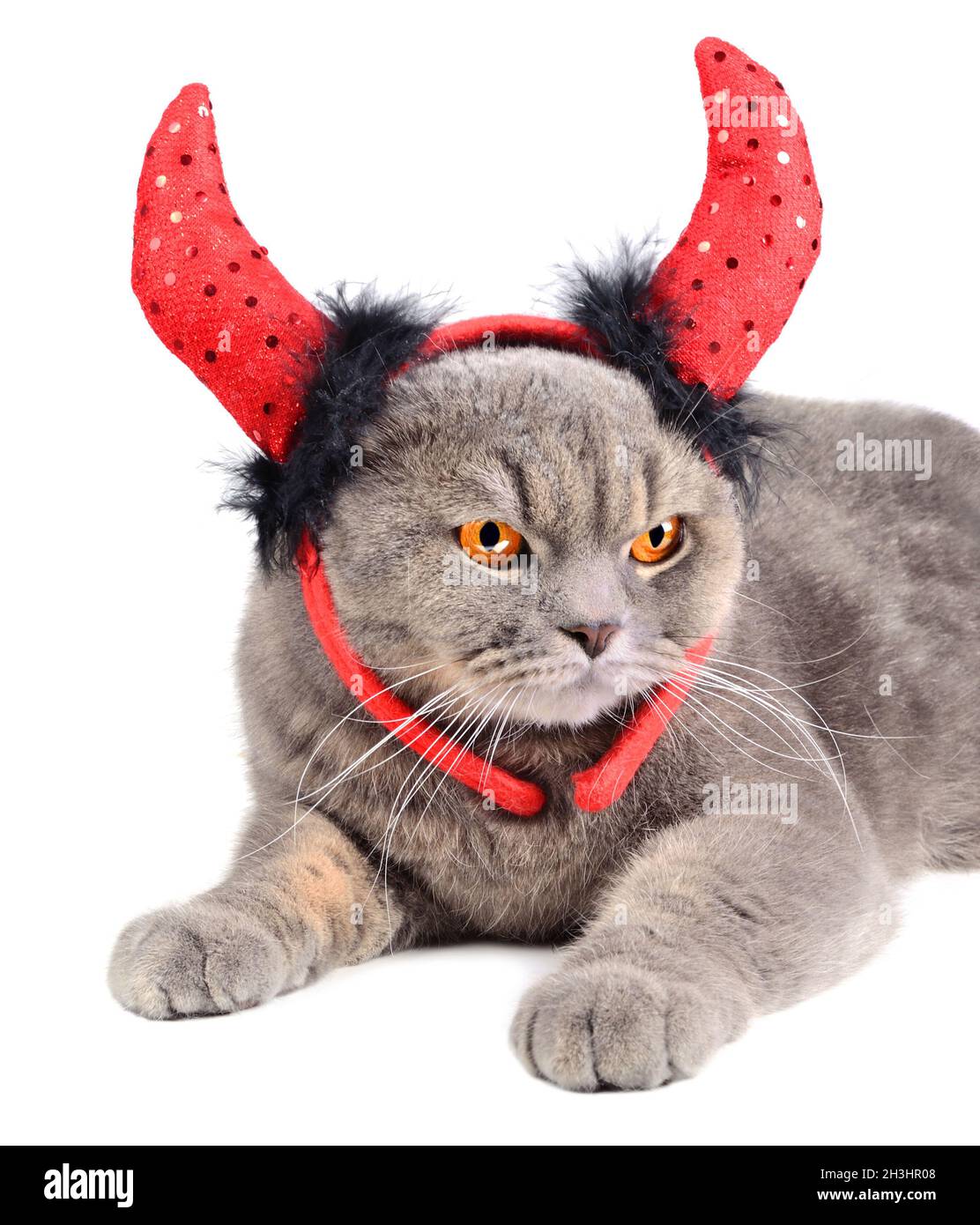 Devil cat hi-res stock photography and images - Alamy