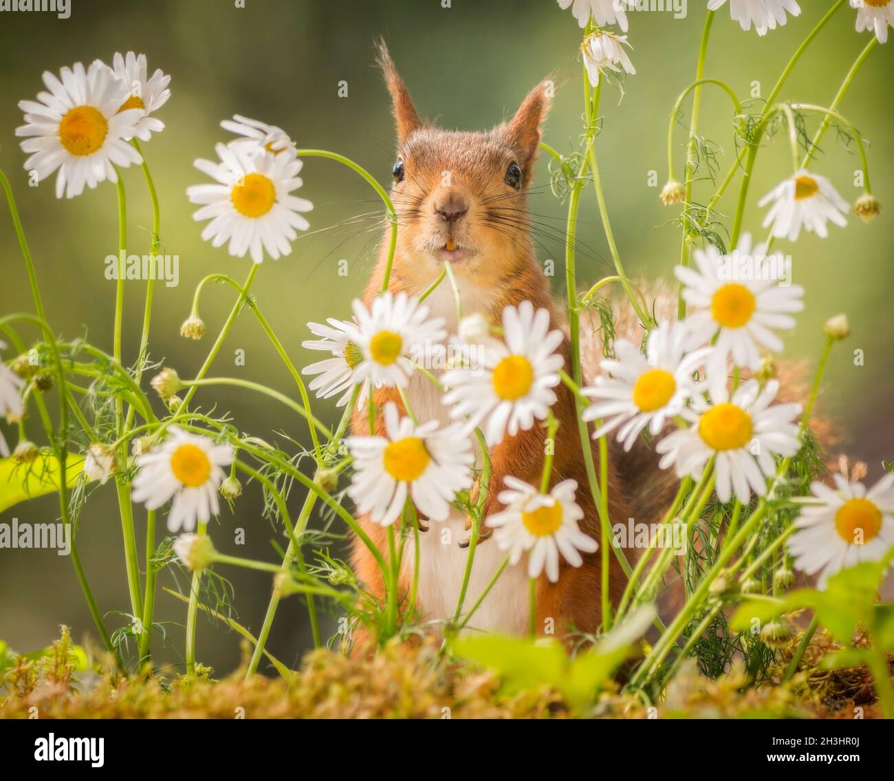 Young red squirrel is standing with daisy flowers hi-res stock ...