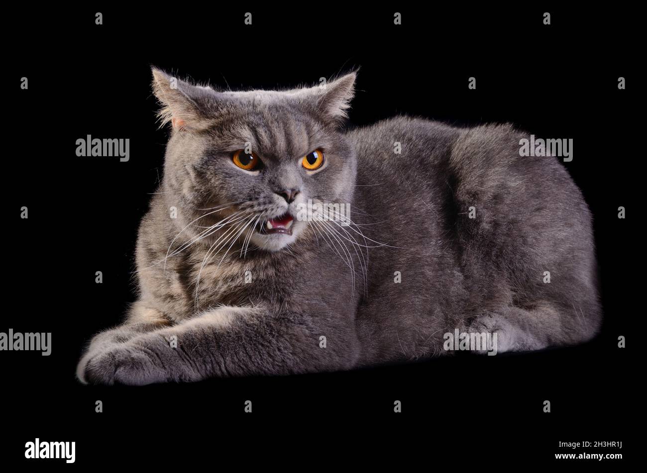 Grey angry cat hi-res stock photography and images - Alamy