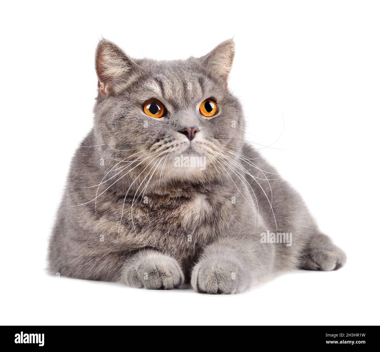 English cat Cut Out Stock Images & Pictures - Alamy