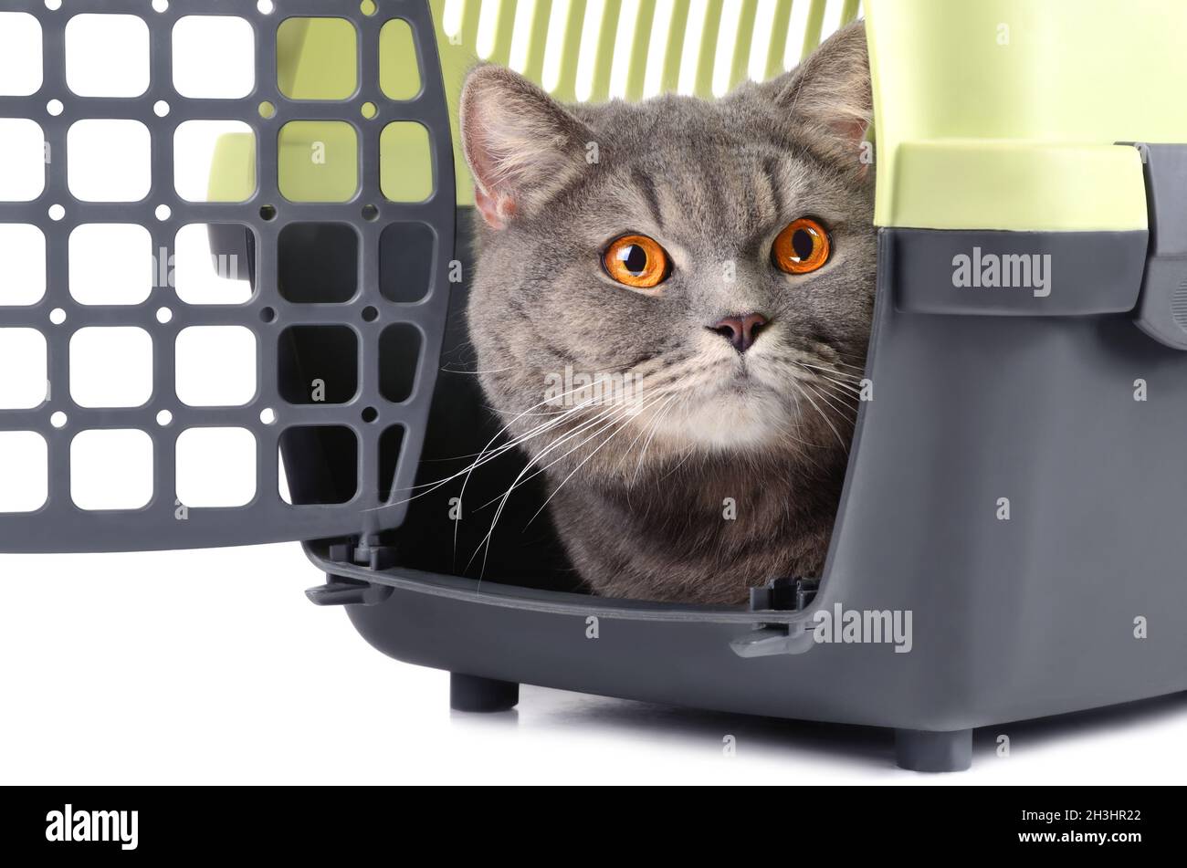 Cat in box Stock Photo - Alamy
