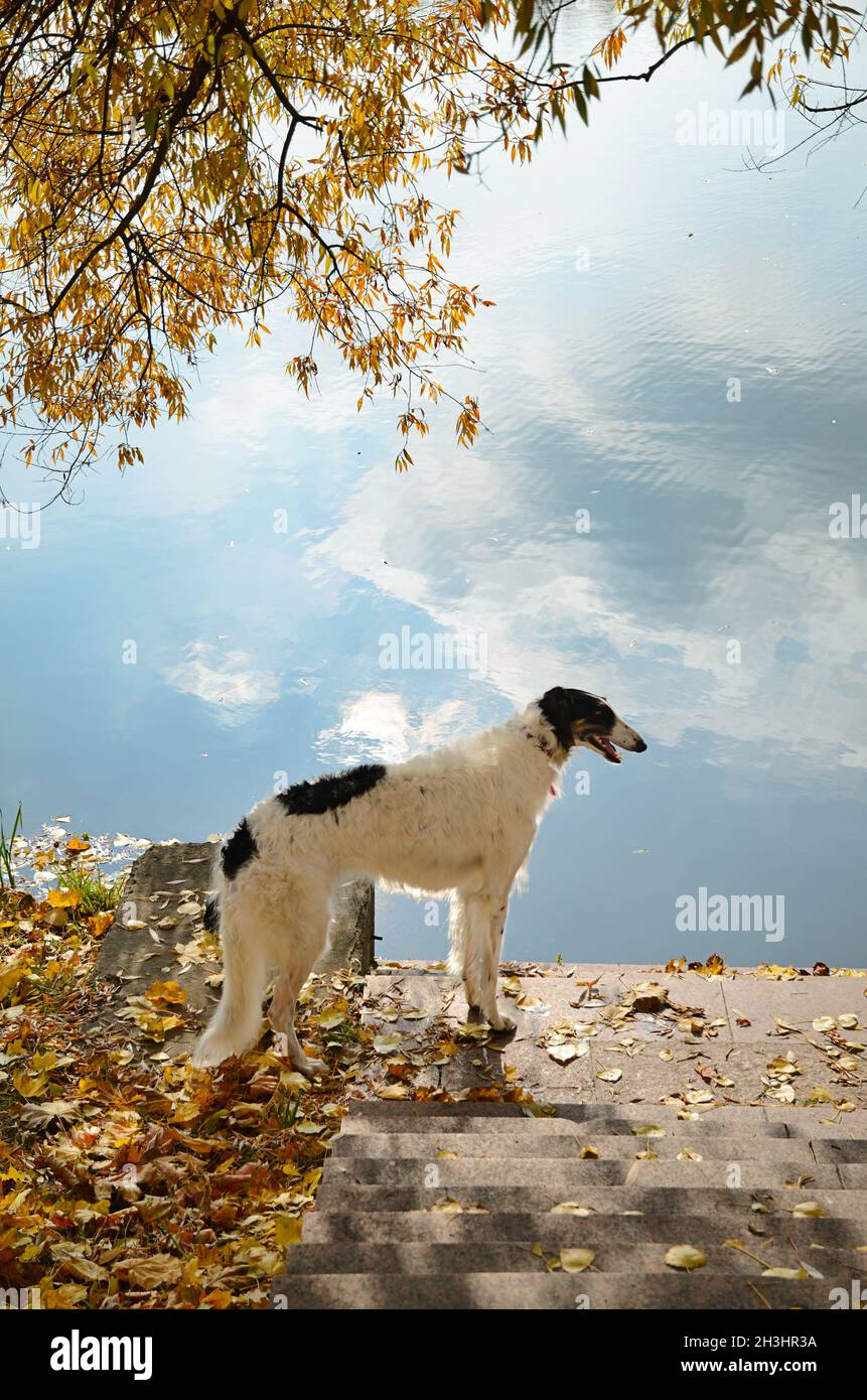 Dog russian borzoi wolfhound hi-res stock photography and images - Alamy