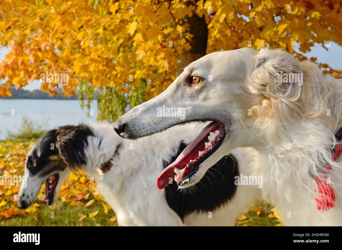Russian wolfhound wolfhounds hi-res stock photography and images - Alamy
