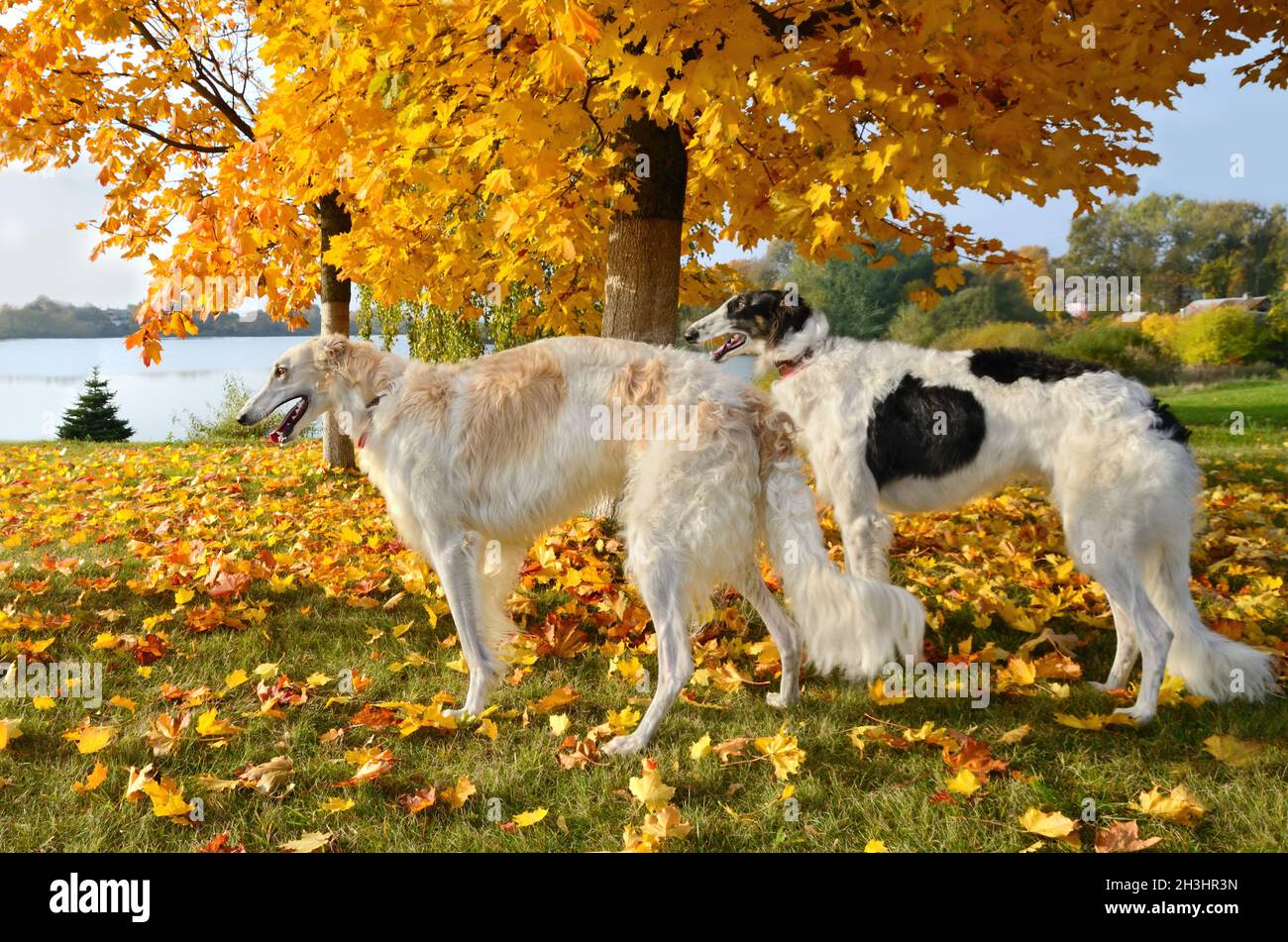 Russian wolfhound wolfhounds hi-res stock photography and images - Alamy