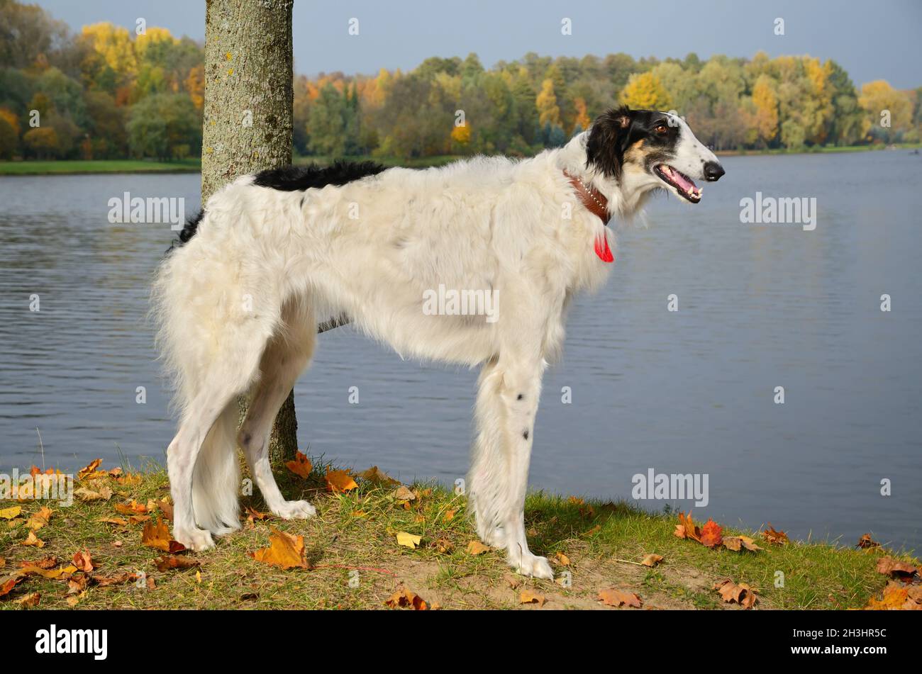 Young russian borzoi Stock Photo - Alamy