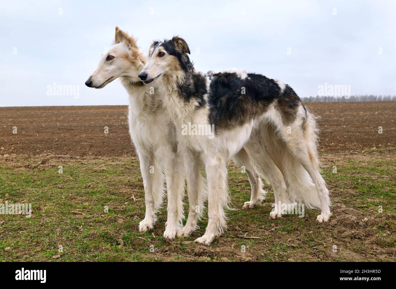 Two russian wolfhounds Stock Photo - Alamy