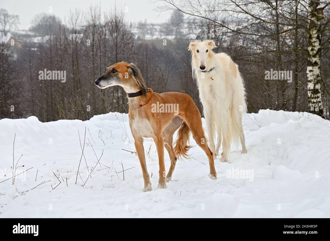Posing hunting hi-res stock photography and images - Alamy