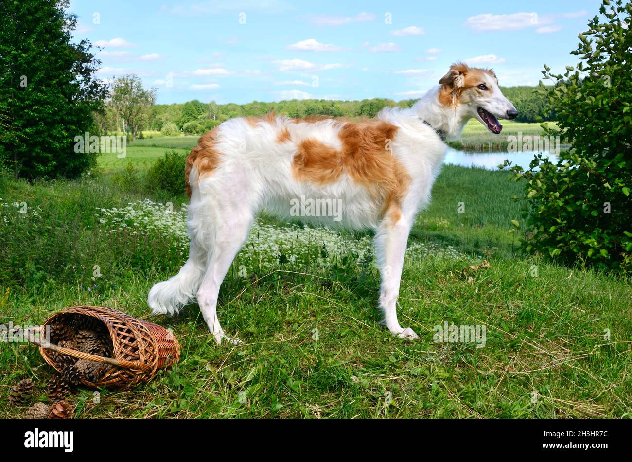 Russian wolfhound hi-res stock photography and images - Alamy