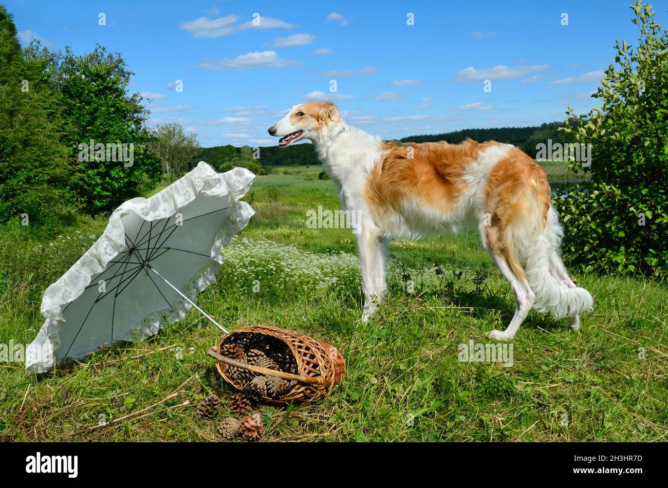 Russian wolfhound hi-res stock photography and images - Alamy