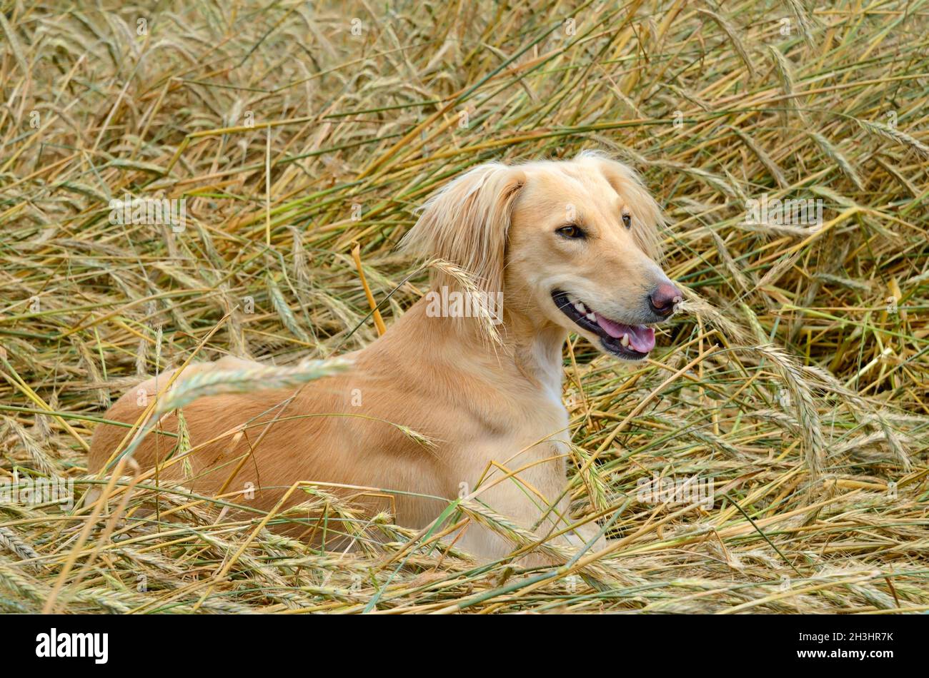 Tazi dog hi-res stock photography and images - Alamy