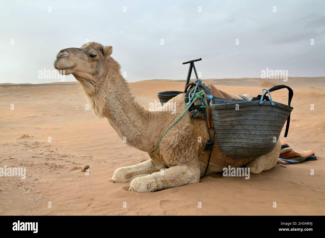 White camel hi-res stock photography and images - Alamy