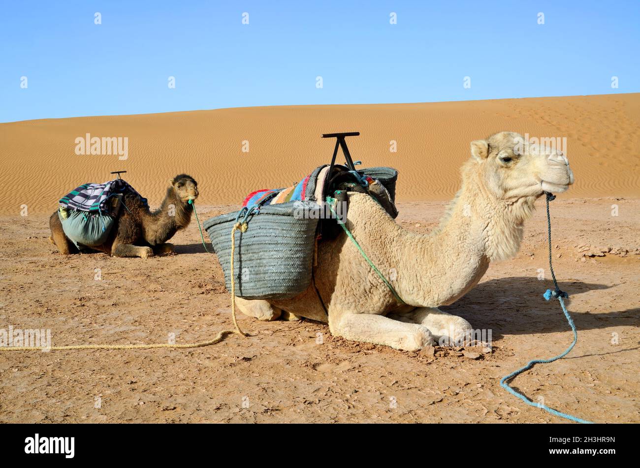 Camels with saddle hi-res stock photography and images - Alamy