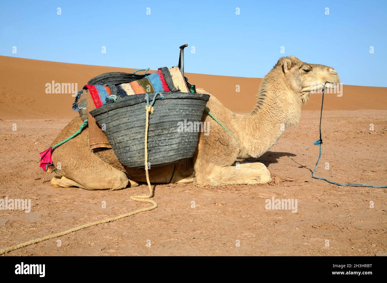 White dromedary hi-res stock photography and images - Alamy