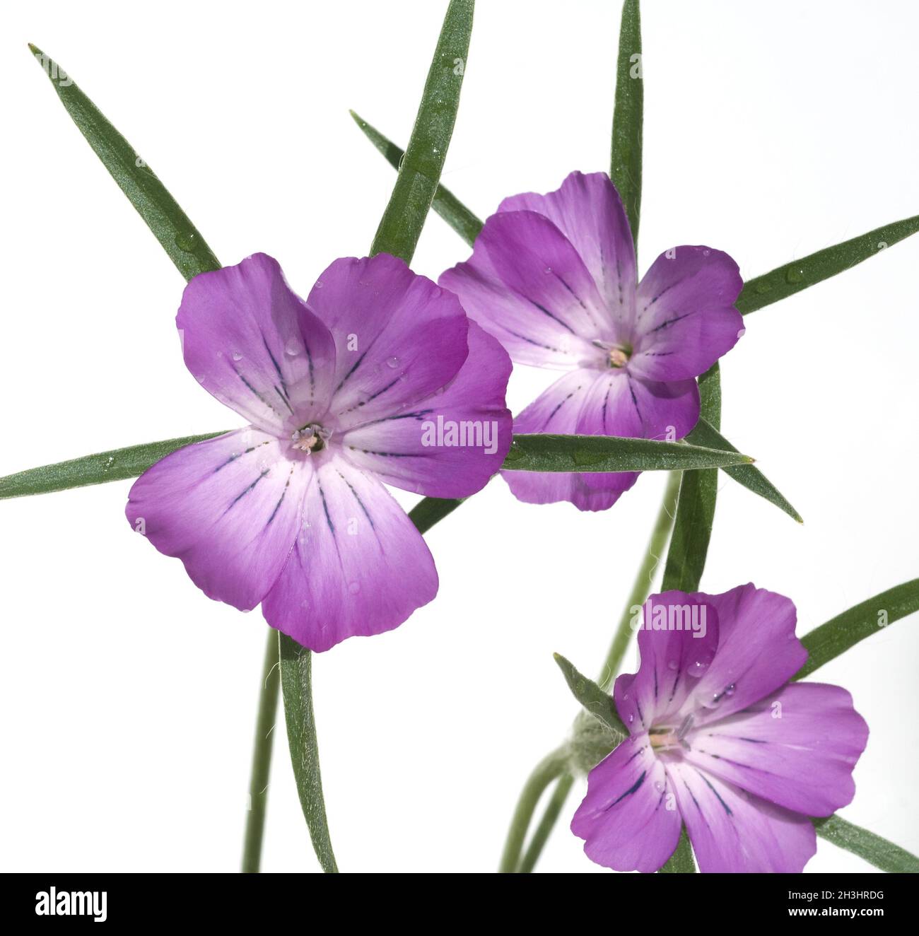 Corn cockle; agrostemma, githago Stock Photo - Alamy