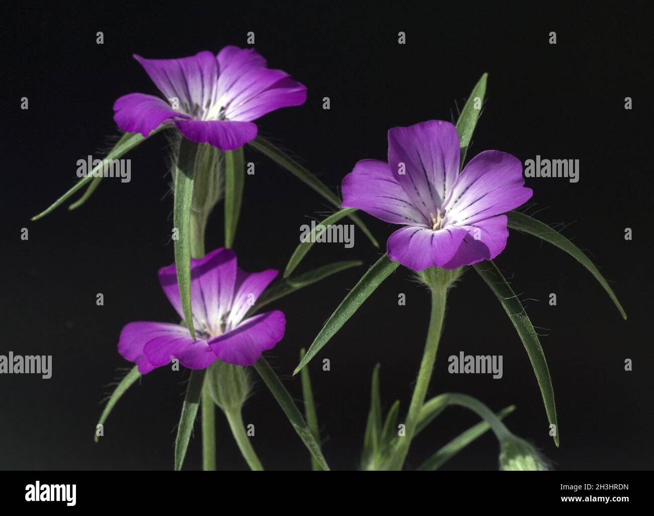 Corn cockle; agrostemma, githago Stock Photo - Alamy