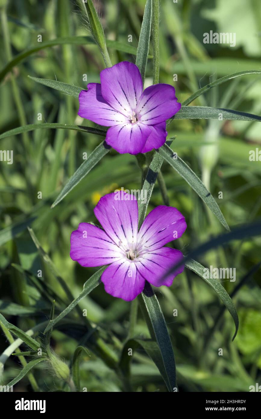 Corn cockle; agrostemma, githago Stock Photo - Alamy