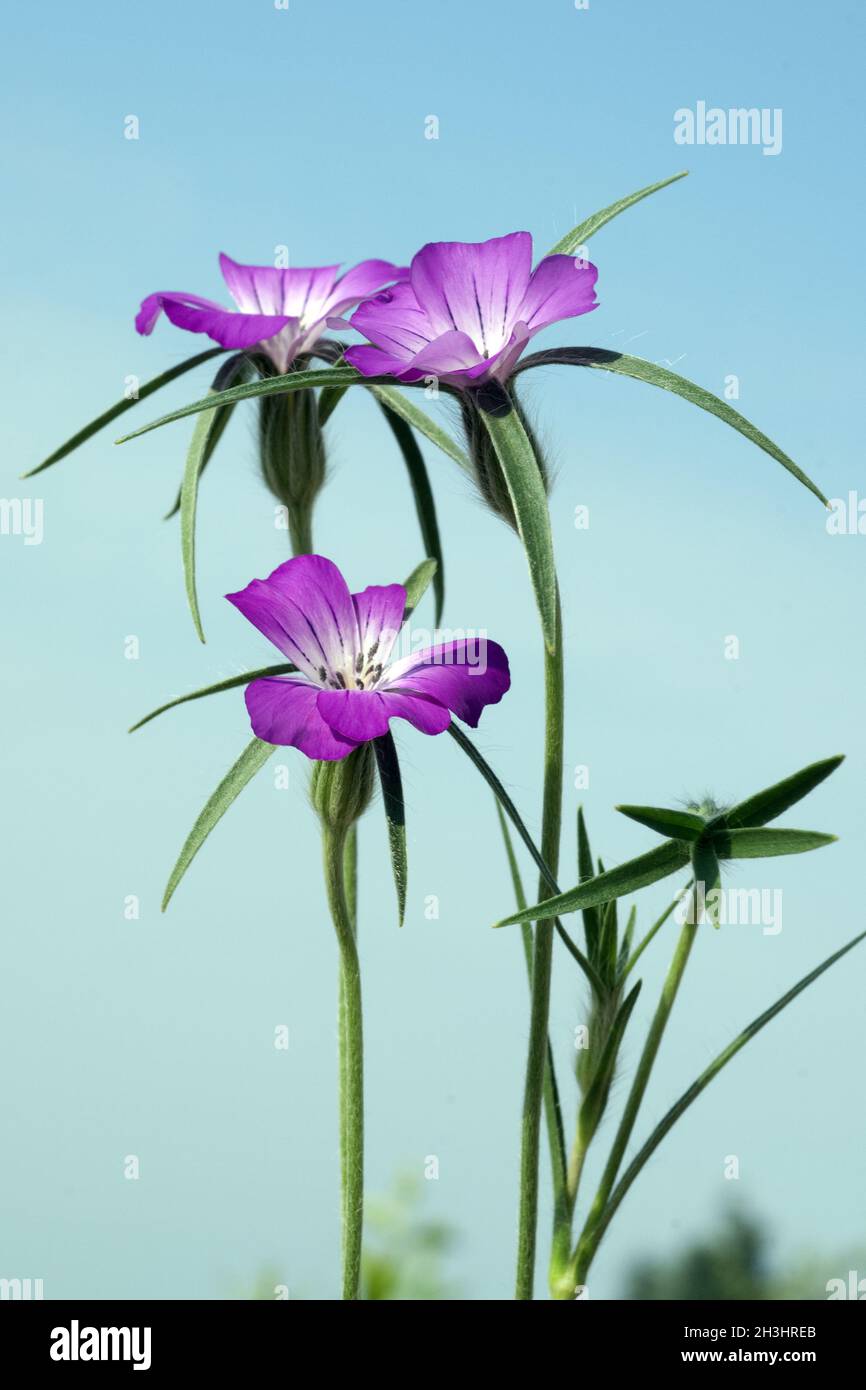 Corn cockle; agrostemma, githago Stock Photo - Alamy