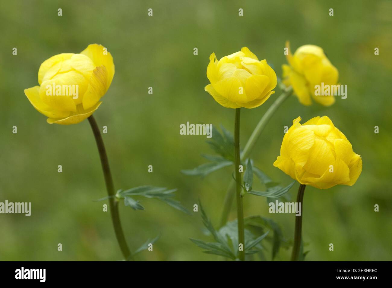 Troll flower; Trollius europaeus Stock Photo - Alamy
