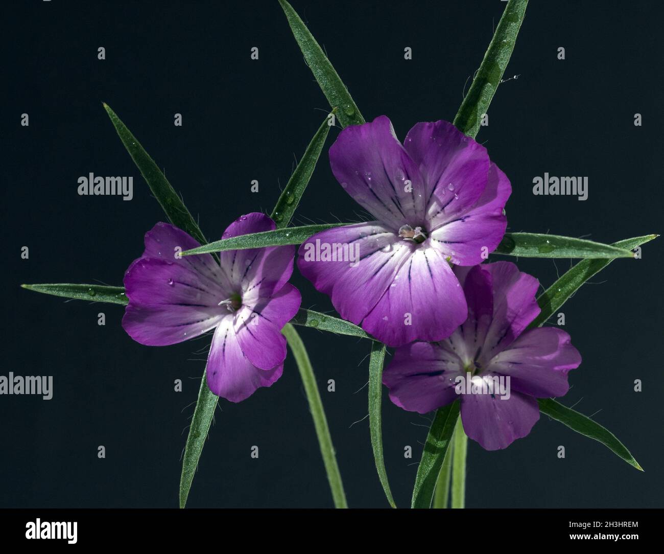 Corn cockle; agrostemma, githago Stock Photo - Alamy