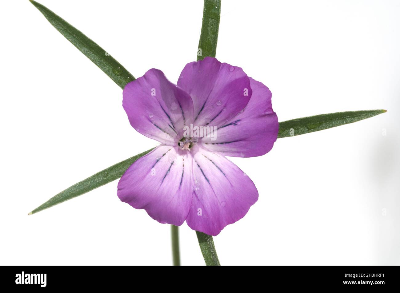 Corn cockle; agrostemma, githago Stock Photo - Alamy