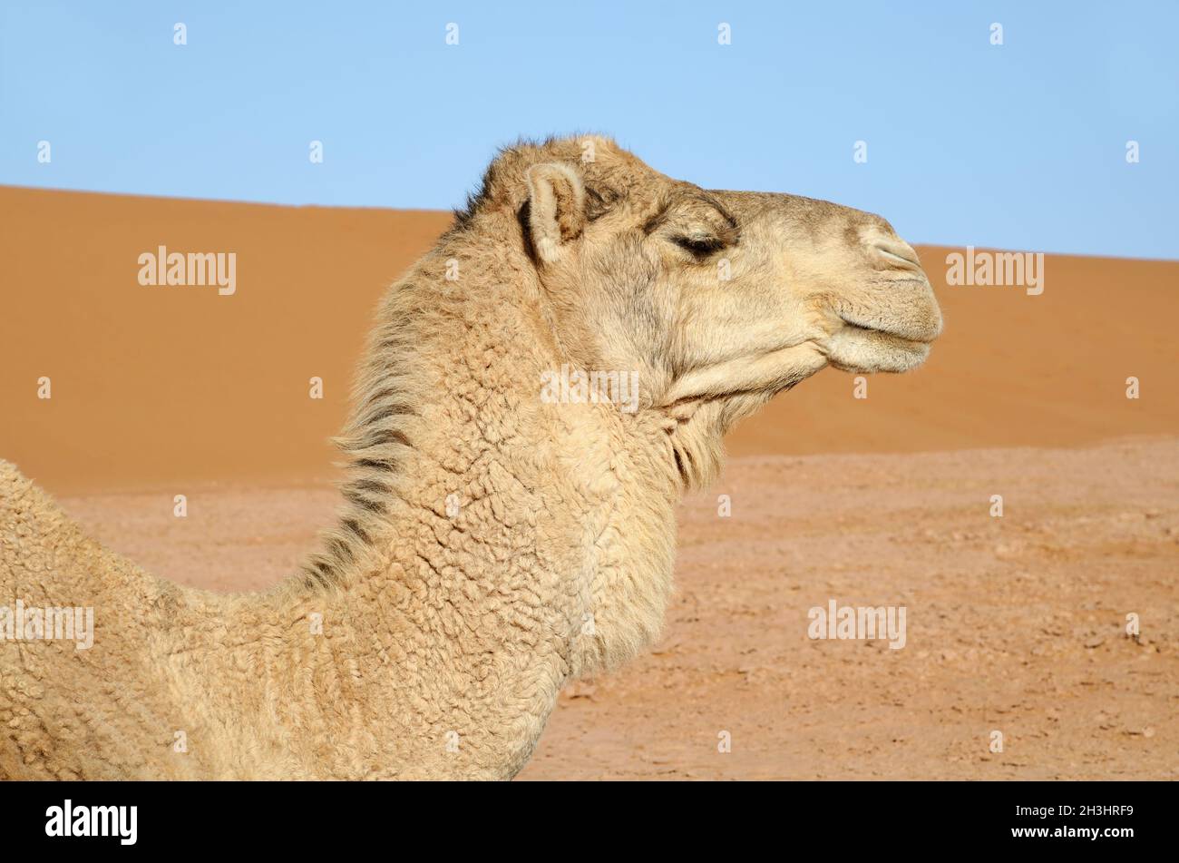Portrait of white camel Stock Photo - Alamy