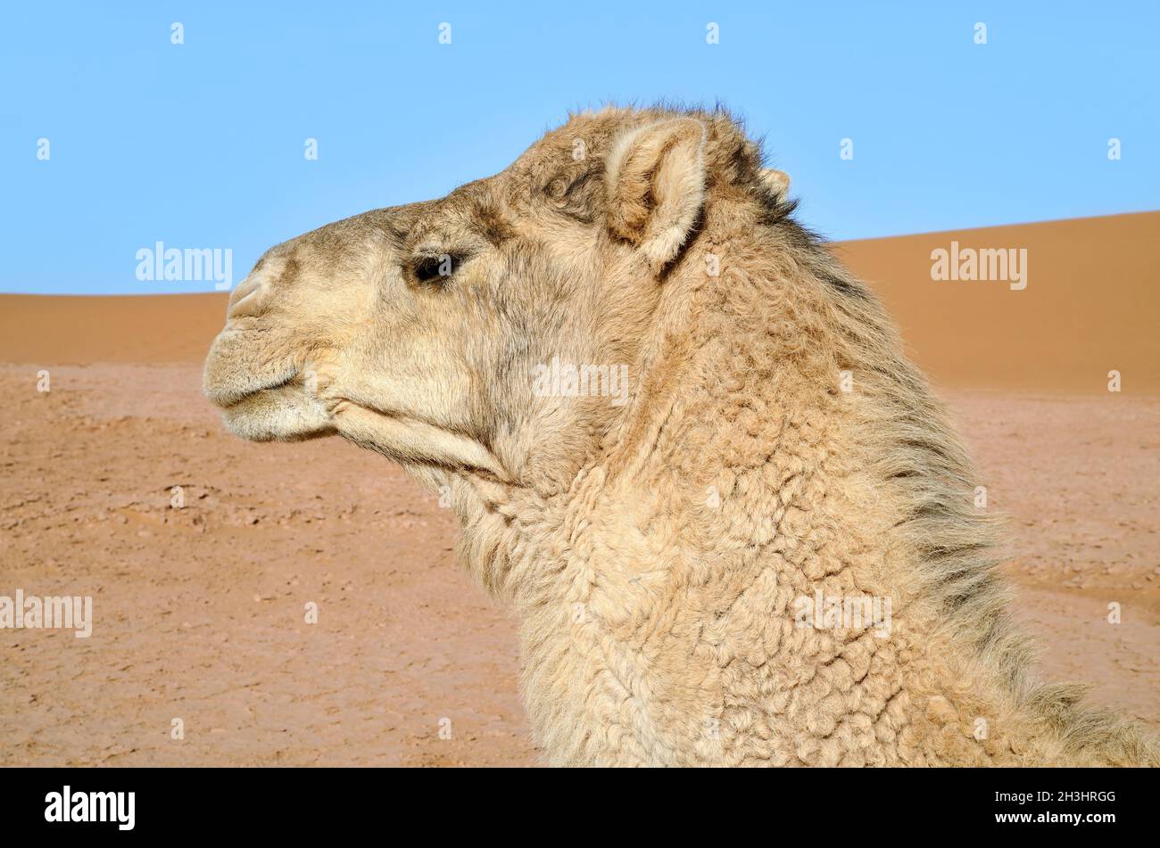 Brown camel portrait hi-res stock photography and images - Alamy