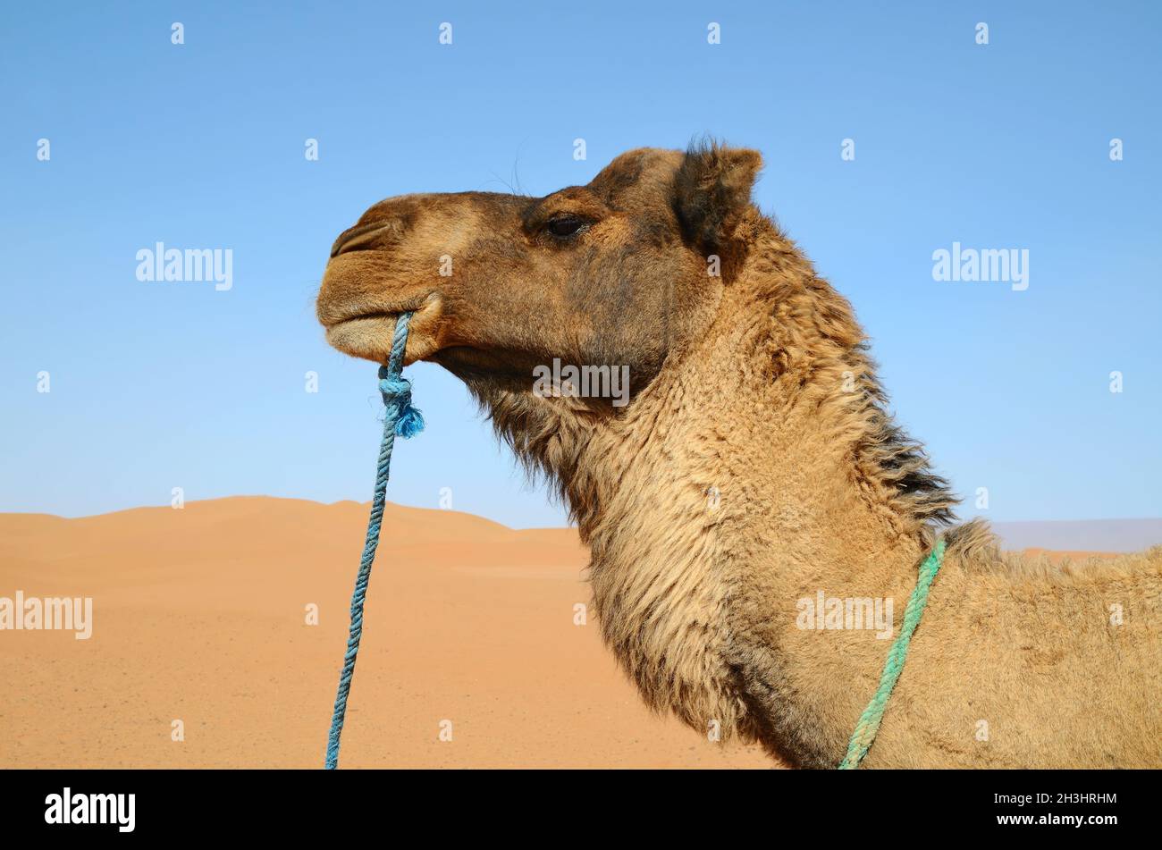 Dromedary saddle hi-res stock photography and images - Alamy