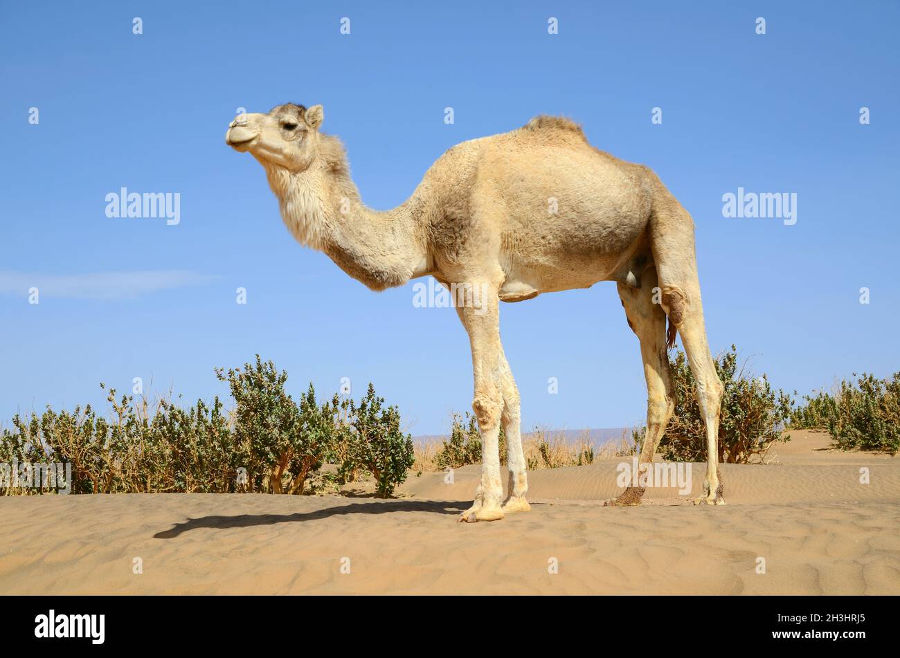 White camel hi-res stock photography and images - Alamy
