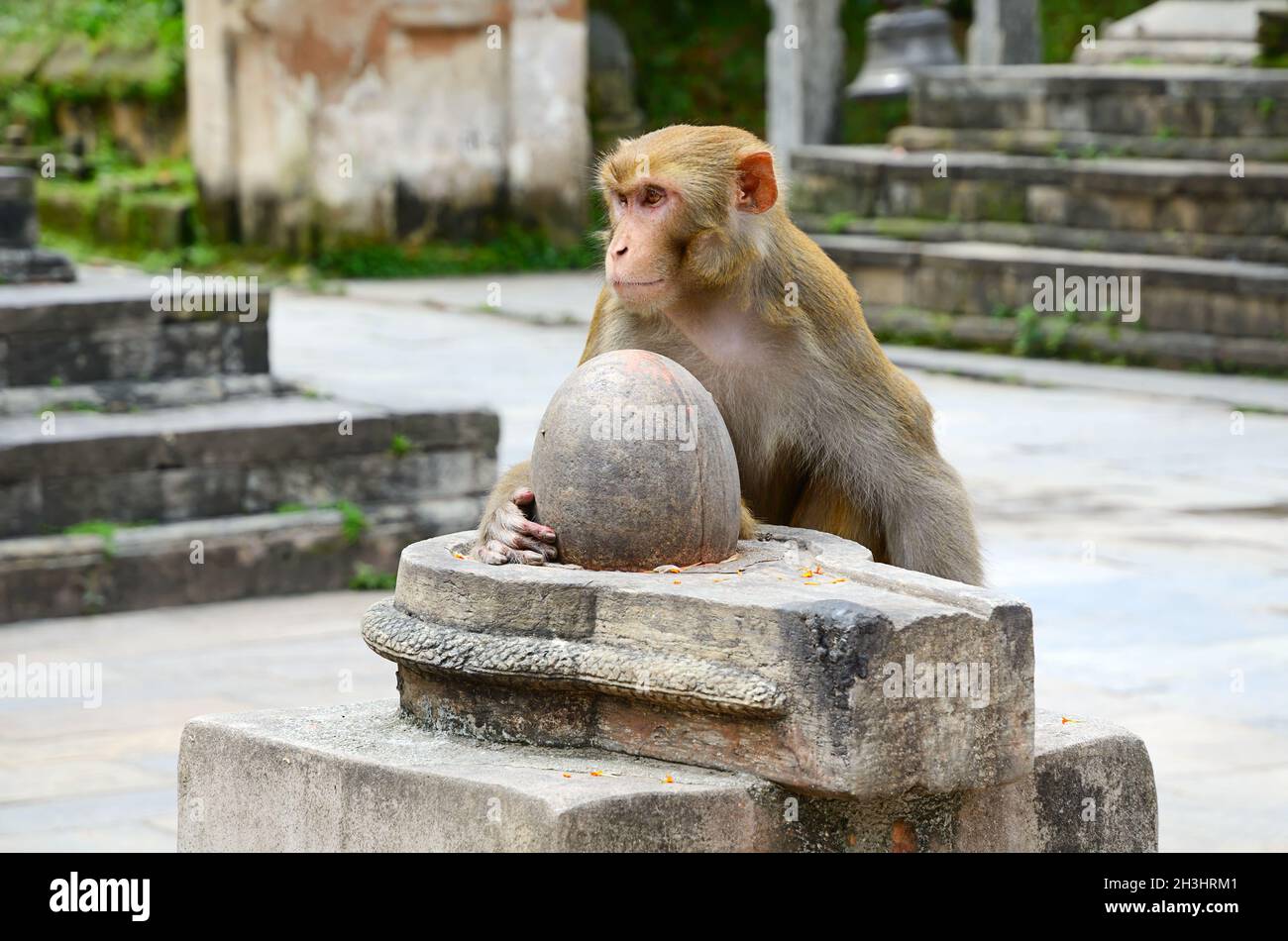 Indian wild monkey hi-res stock photography and images - Alamy