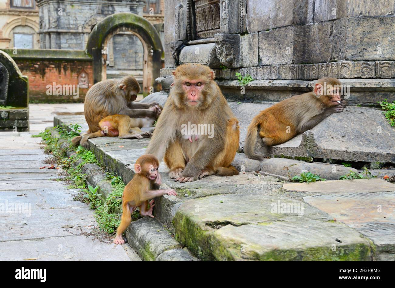 Group of monkeys Stock Photo - Alamy