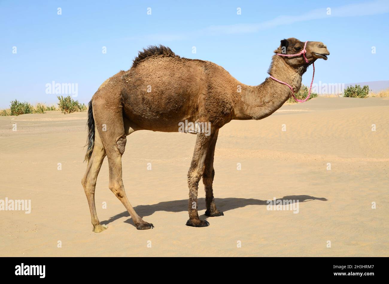 Camel graze hi-res stock photography and images - Alamy