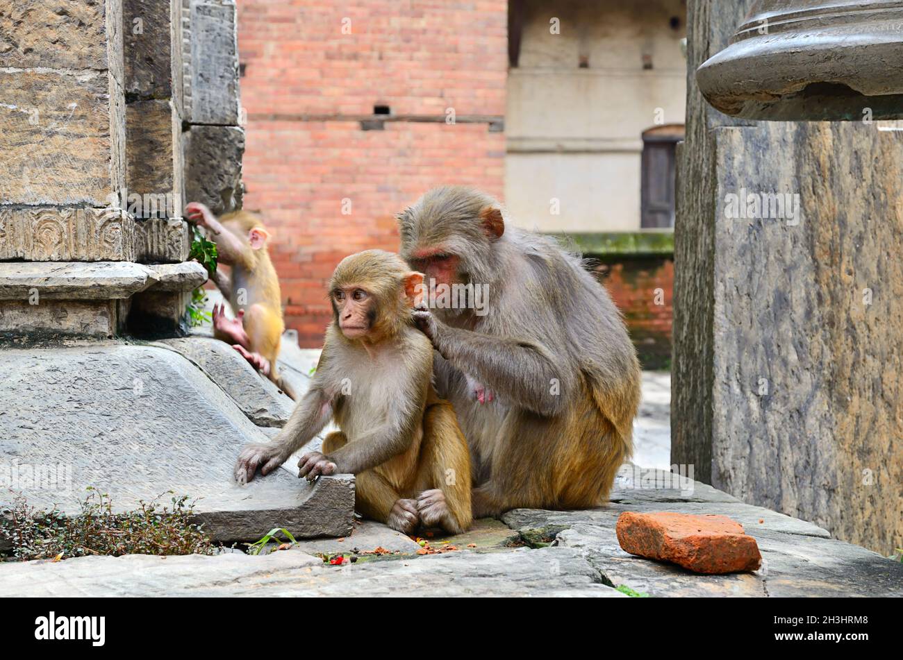 Group of monkeys Stock Photo - Alamy