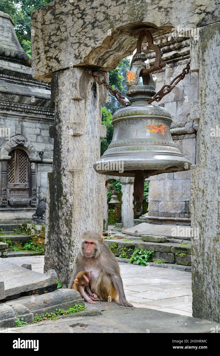 Monkey in temple Stock Photo - Alamy