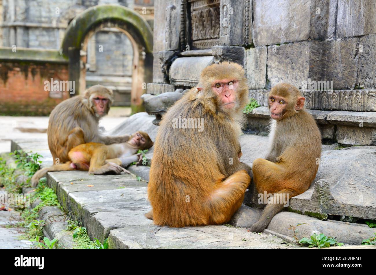 Indian family praying hi-res stock photography and images - Alamy