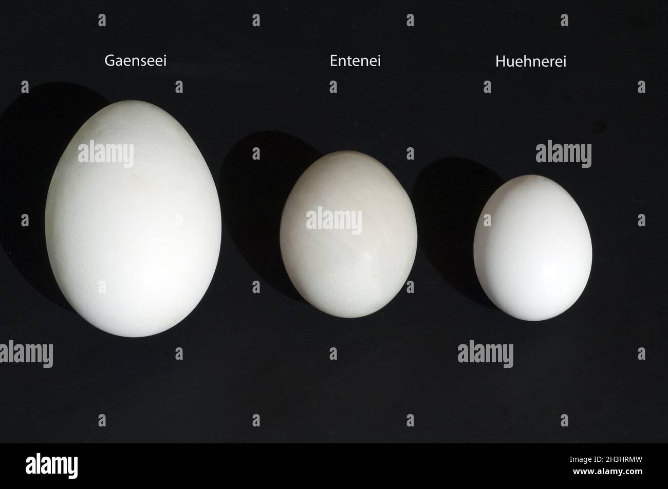 Egg comparison, comparison, size comparison Stock Photo - Alamy