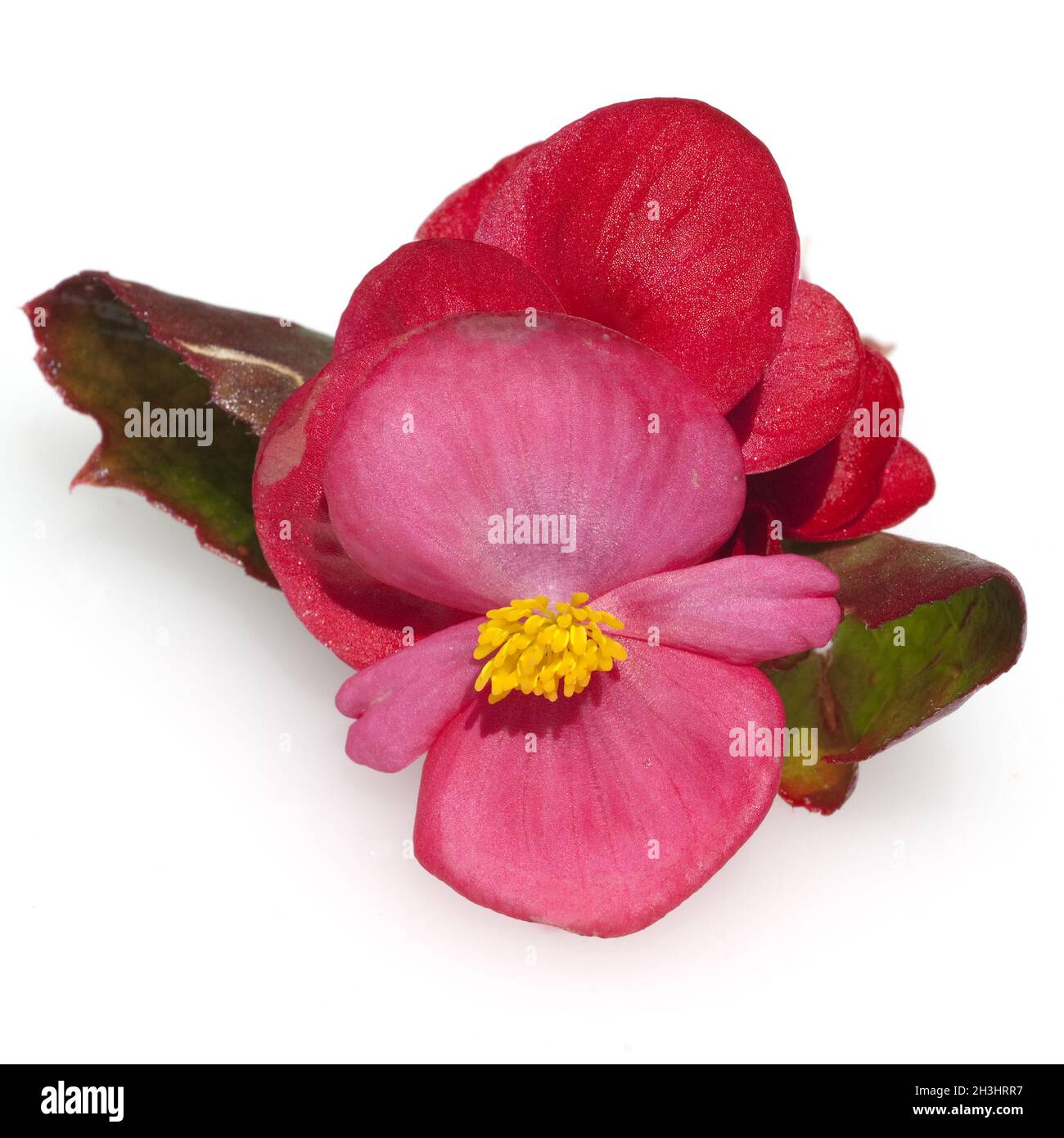 Begonia, begonia, semperflorens, balcony flowers Stock Photo - Alamy